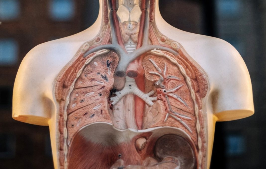 ¿Cuántos tipos de tuberculosis hay? | Blog iSalud