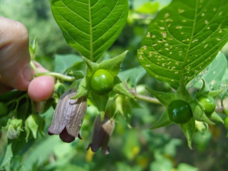 La belladona en la homeopatía. ¿Cuáles son sus efectos y propiedades ...
