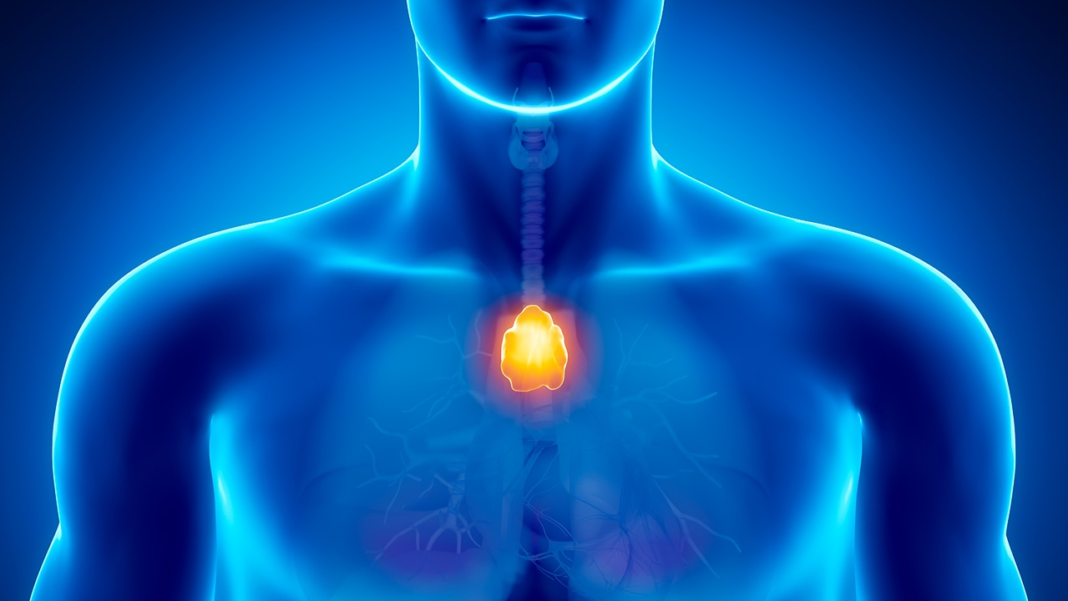 Qué es la glándula del timo y sus funciones | Blog iSalud