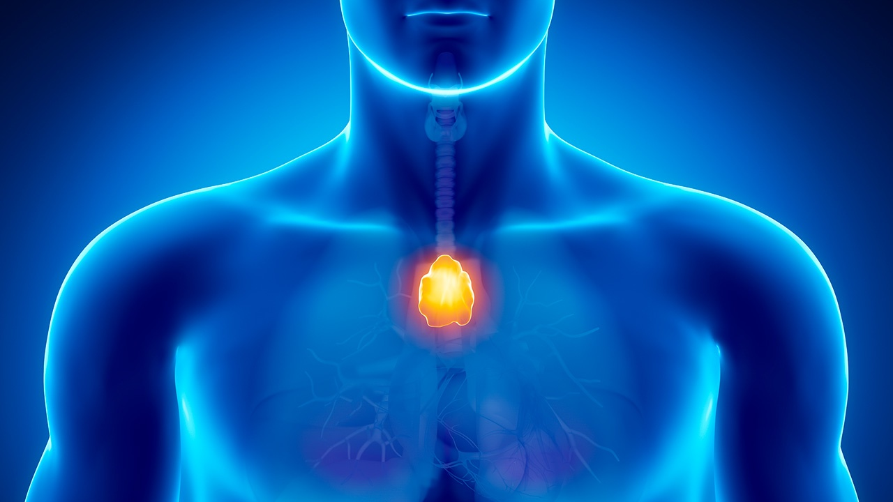 Anatomía De La Glándula Timo