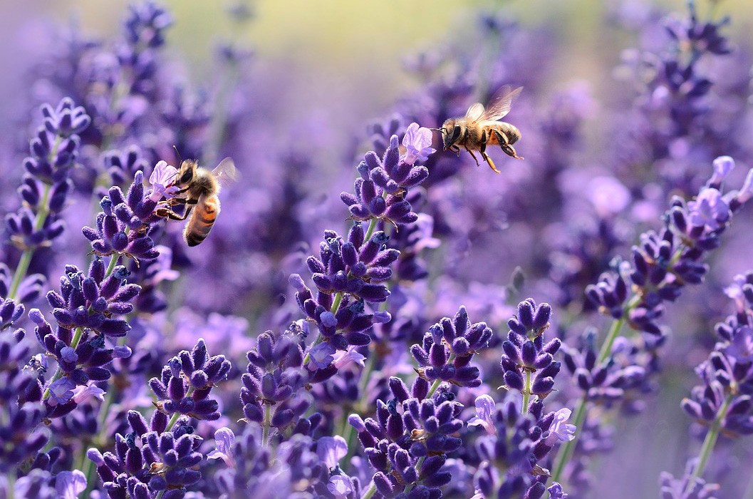 La lavanda y sus beneficios para la salud | Blog iSalud